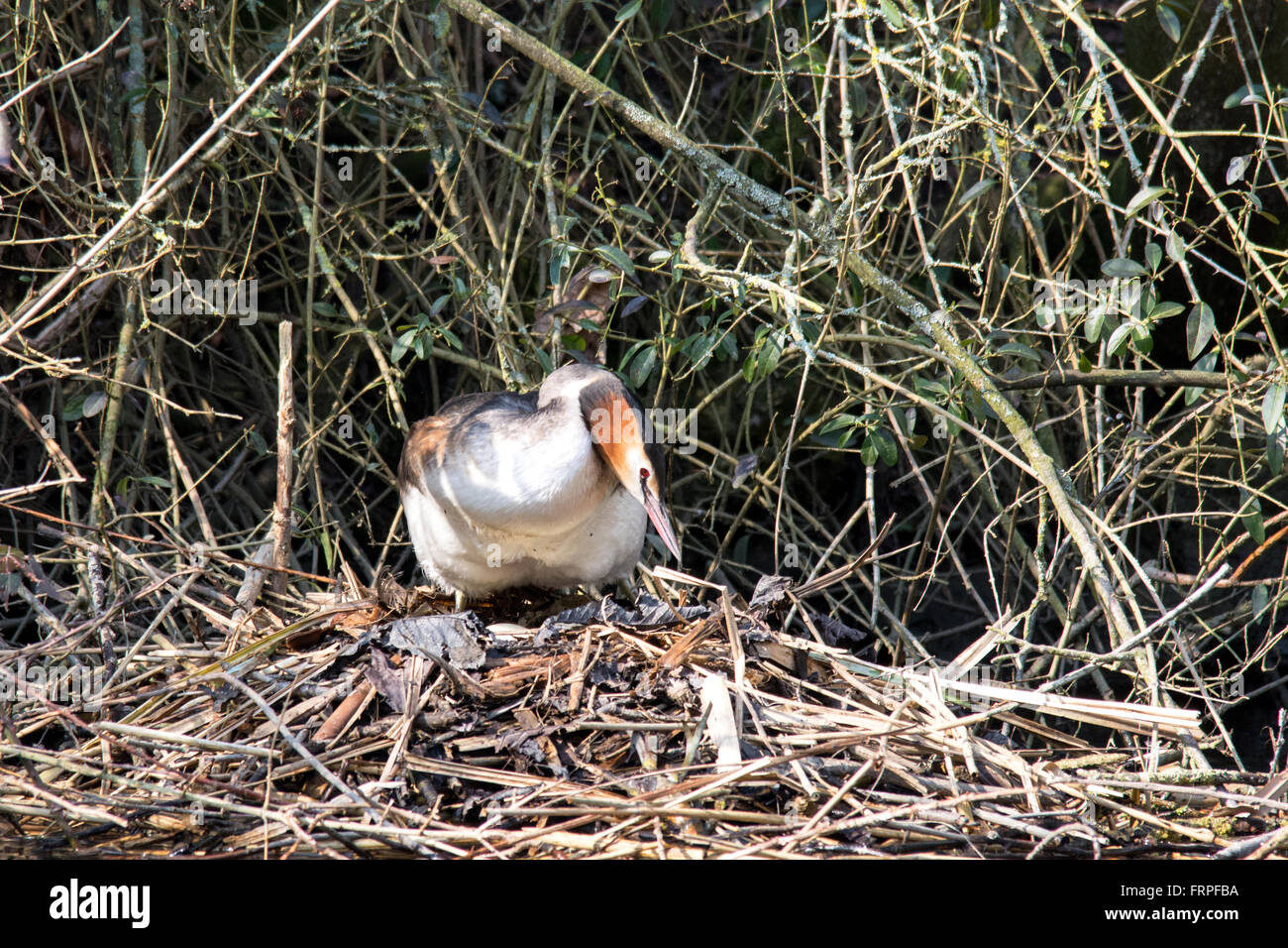 Crested grebe nest with egg hi-res stock photography and images - Alamy