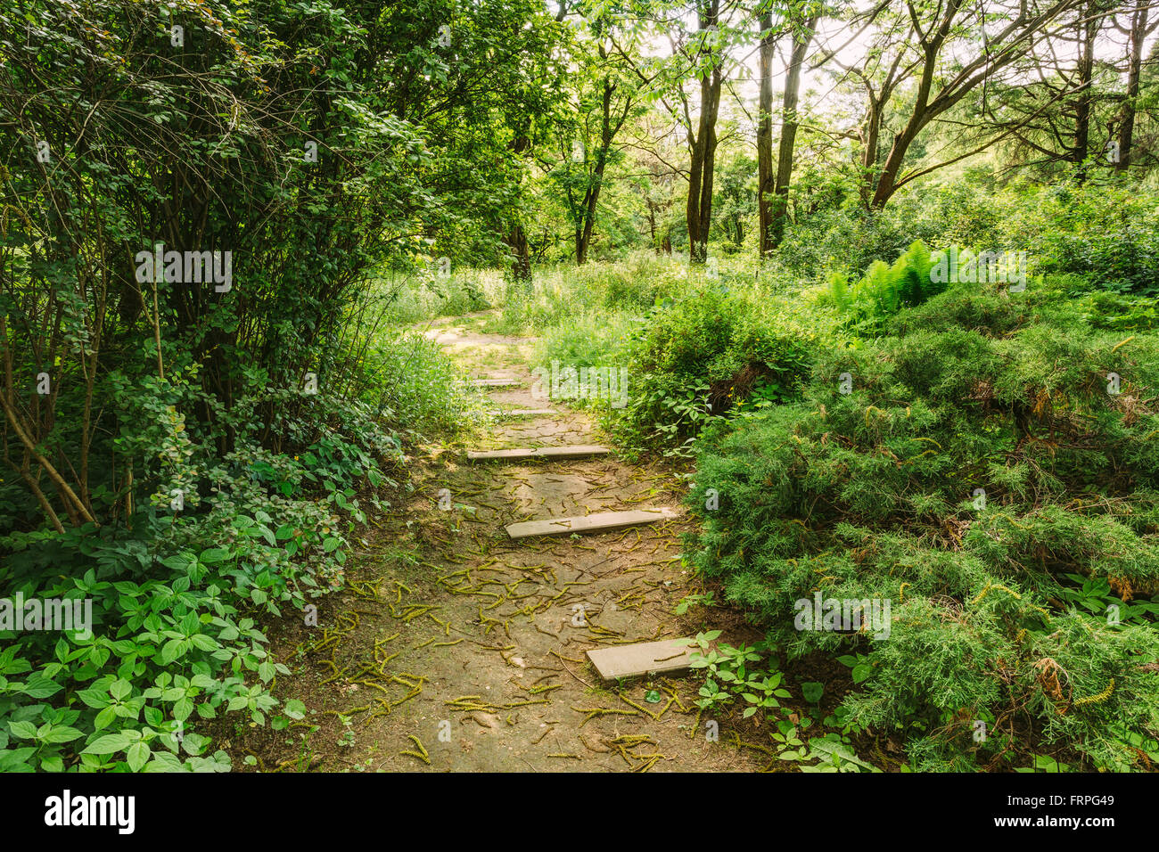Empty Lane, Path, Way in summer deciduous forest Trees Stock Photo - Alamy
