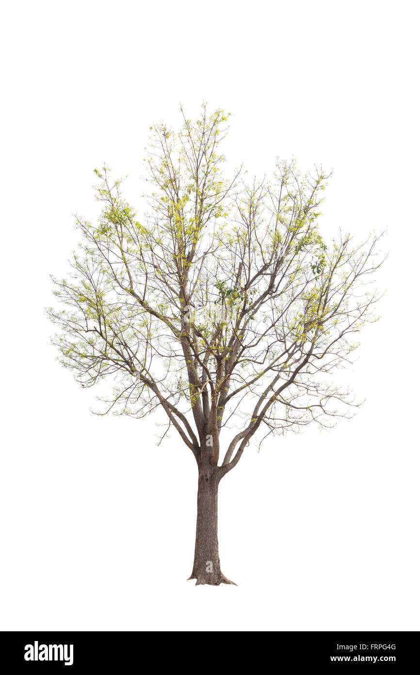 Tree isolated on white background Stock Photo - Alamy