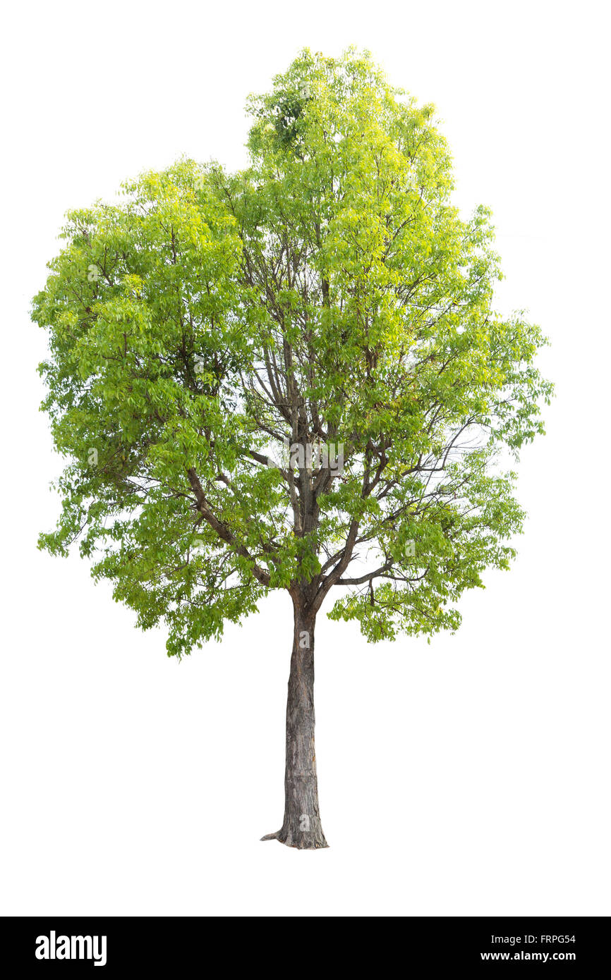 Tree isolated on white background Stock Photo - Alamy