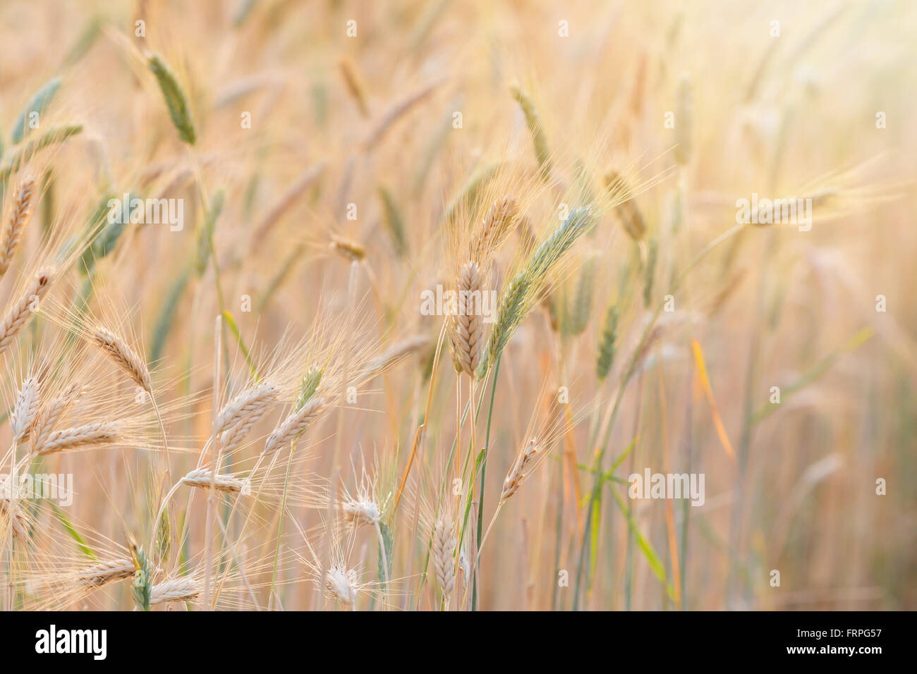 Beautiful Barley field Stock Photo - Alamy