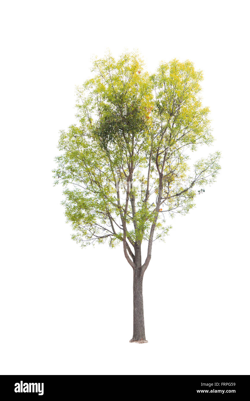 Tree isolated on white background Stock Photo - Alamy