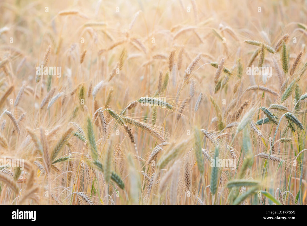 Beautiful Barley field Stock Photo - Alamy