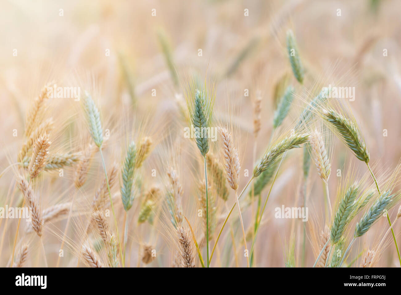Beautiful Barley field Stock Photo - Alamy