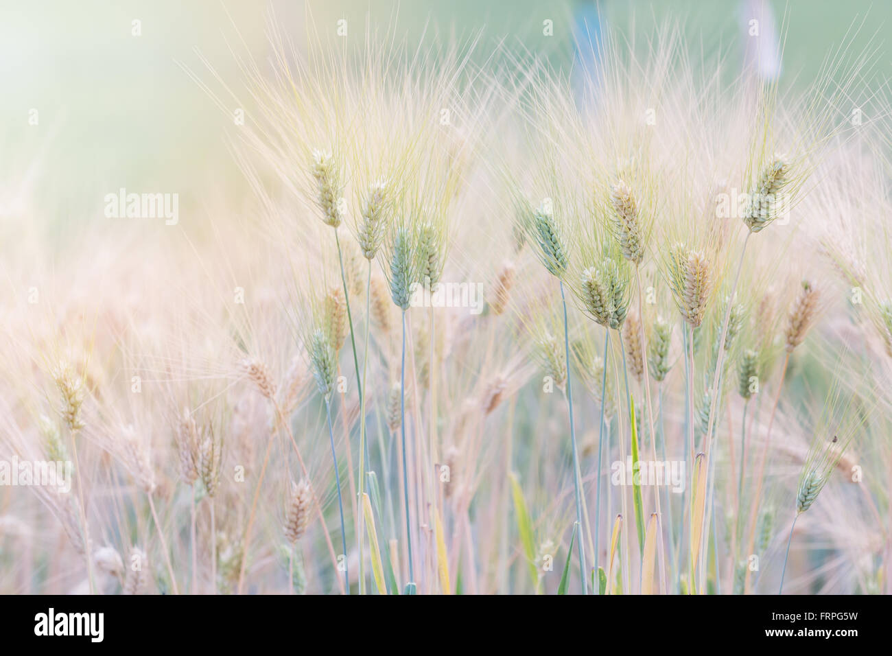 Beautiful Barley field Stock Photo - Alamy