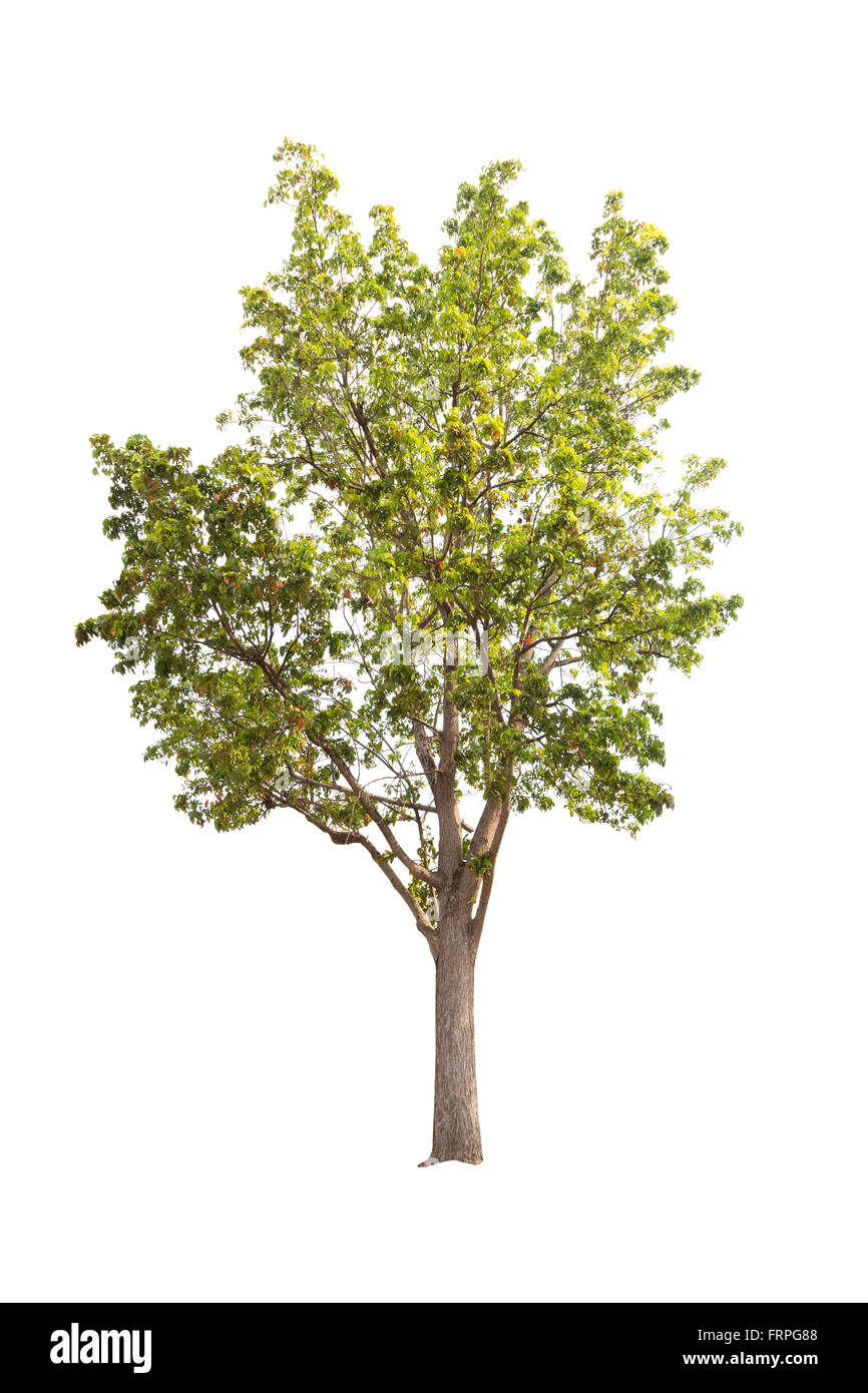 Tree isolated on white background Stock Photo - Alamy