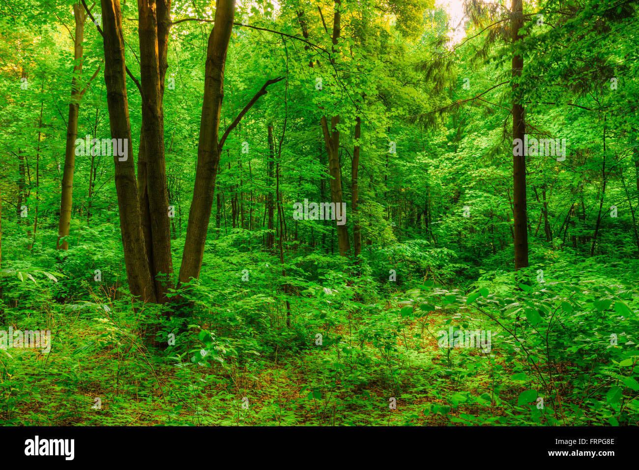 Summer Green Deciduous Forest Woods. Beautiful Nature Stock Photo - Alamy