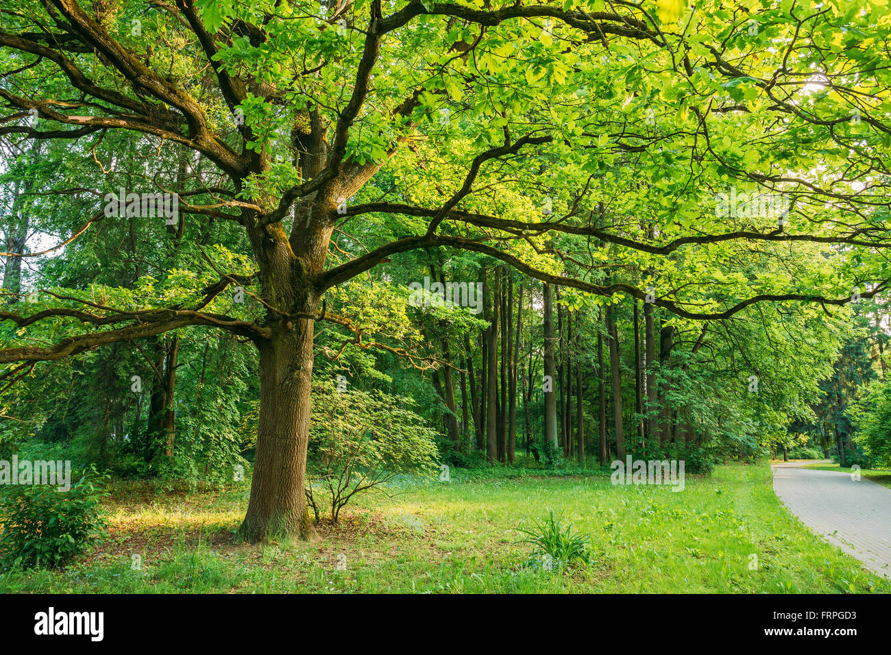 Tall oak tree hi-res stock photography and images - Alamy