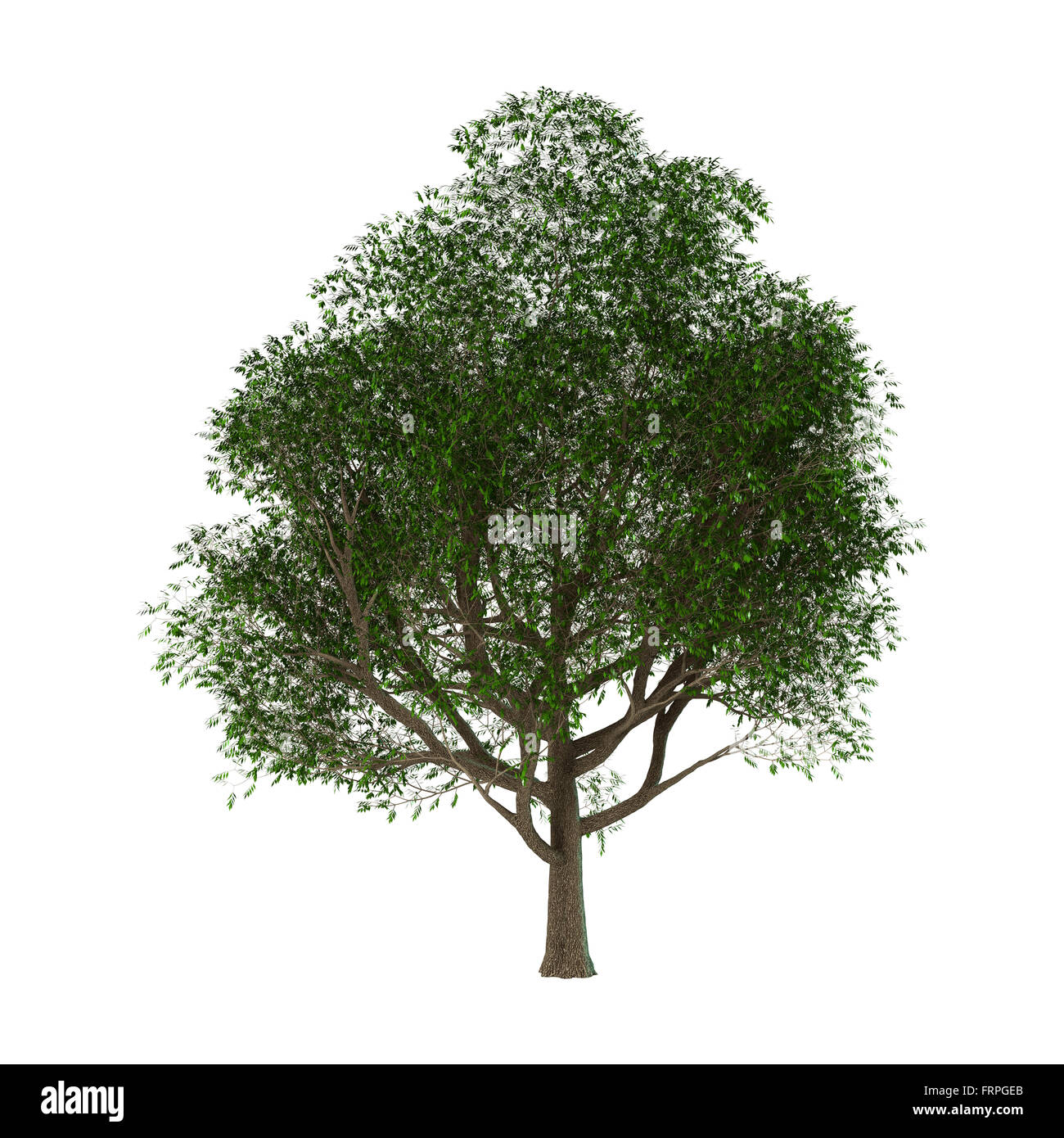 Digital render of a green ash tree isolated on white background Stock ...