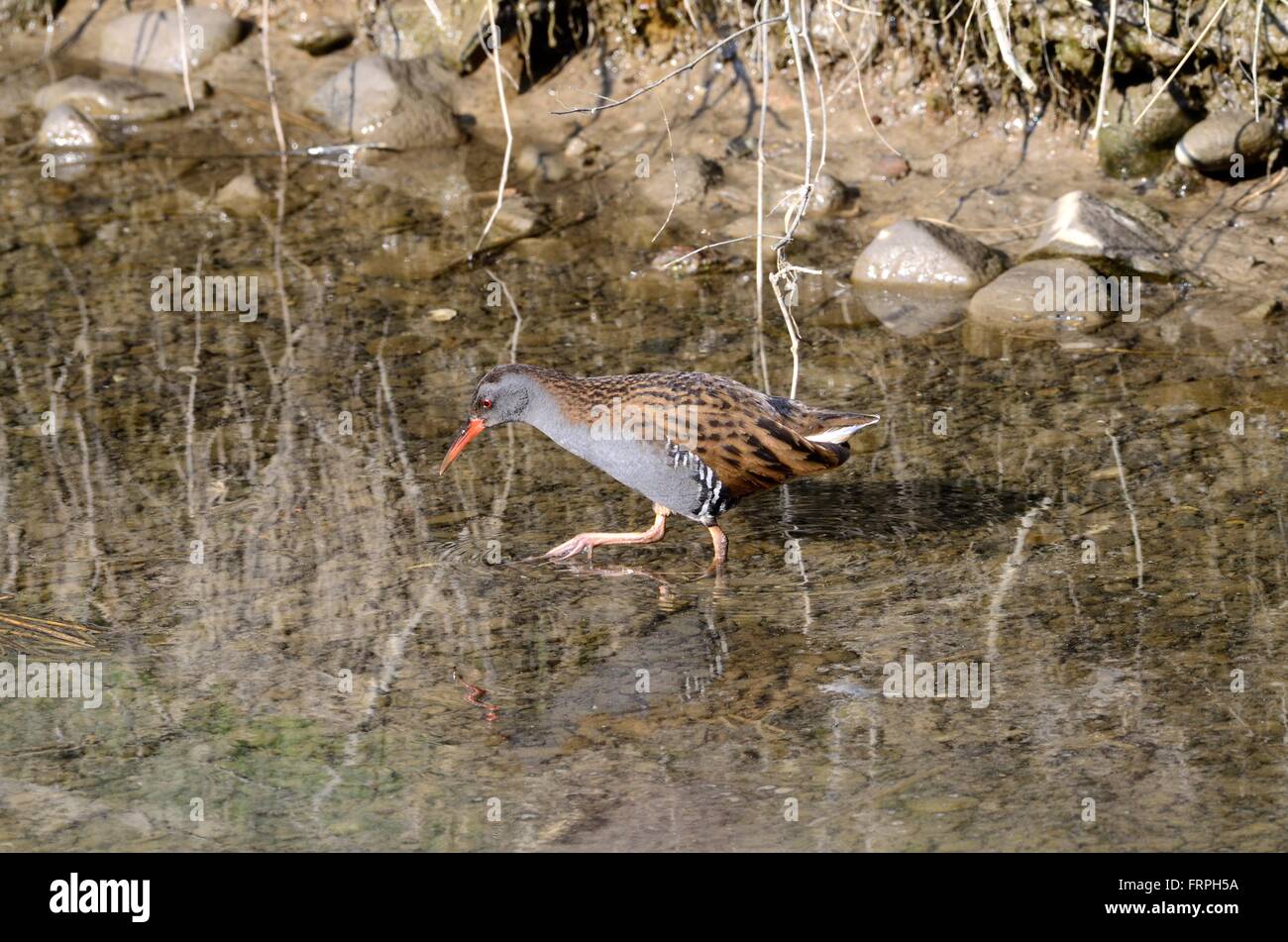 Water Rail Rallus aquarticus fishing on an old muddy canal ...
