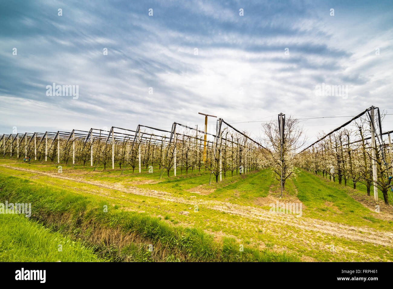 modern agriculture organizes fields into regular geometries of orchards ...