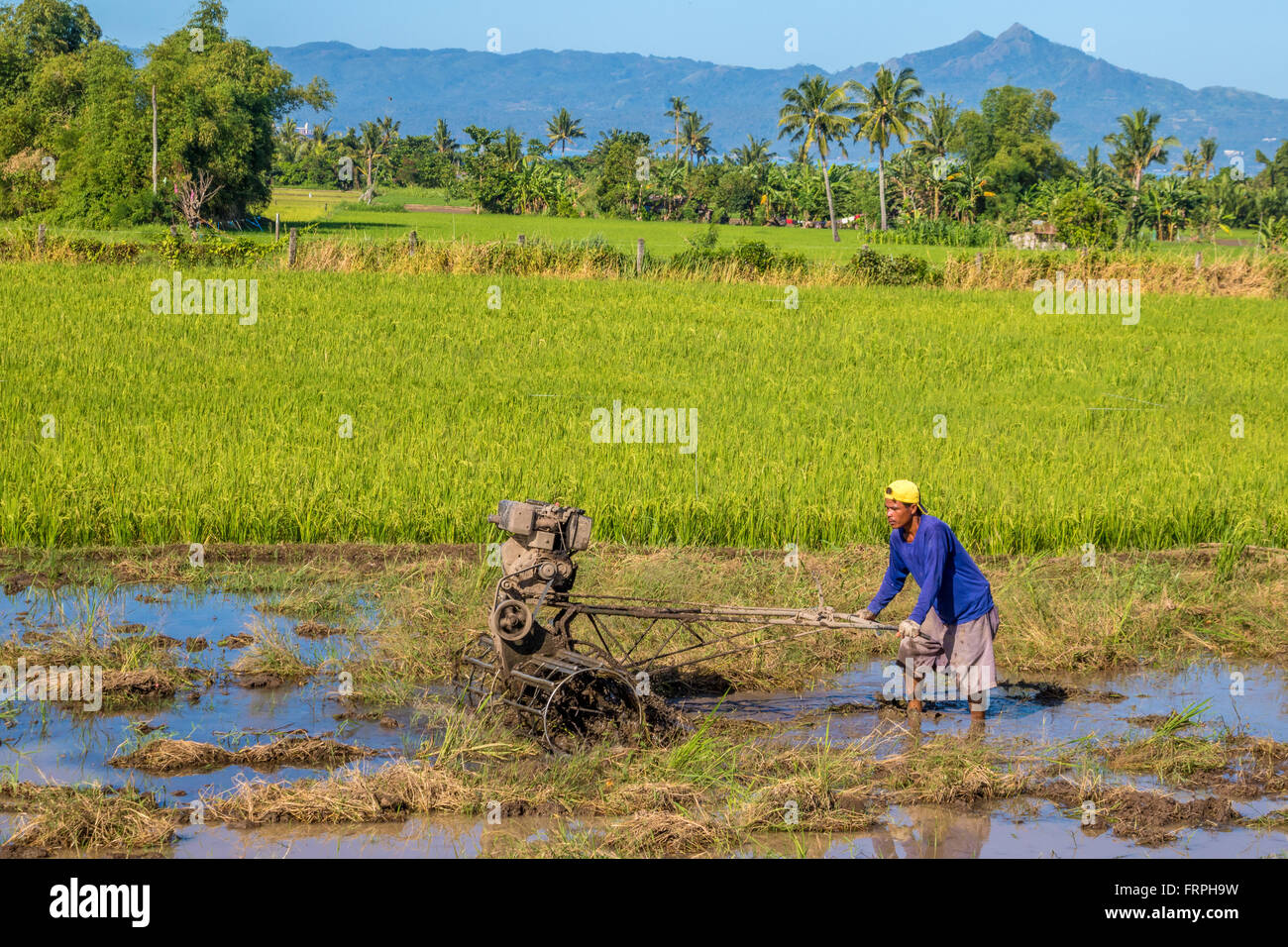 Philippines Leyte Ormoc Preparing the rice fields for planting Adrian ...