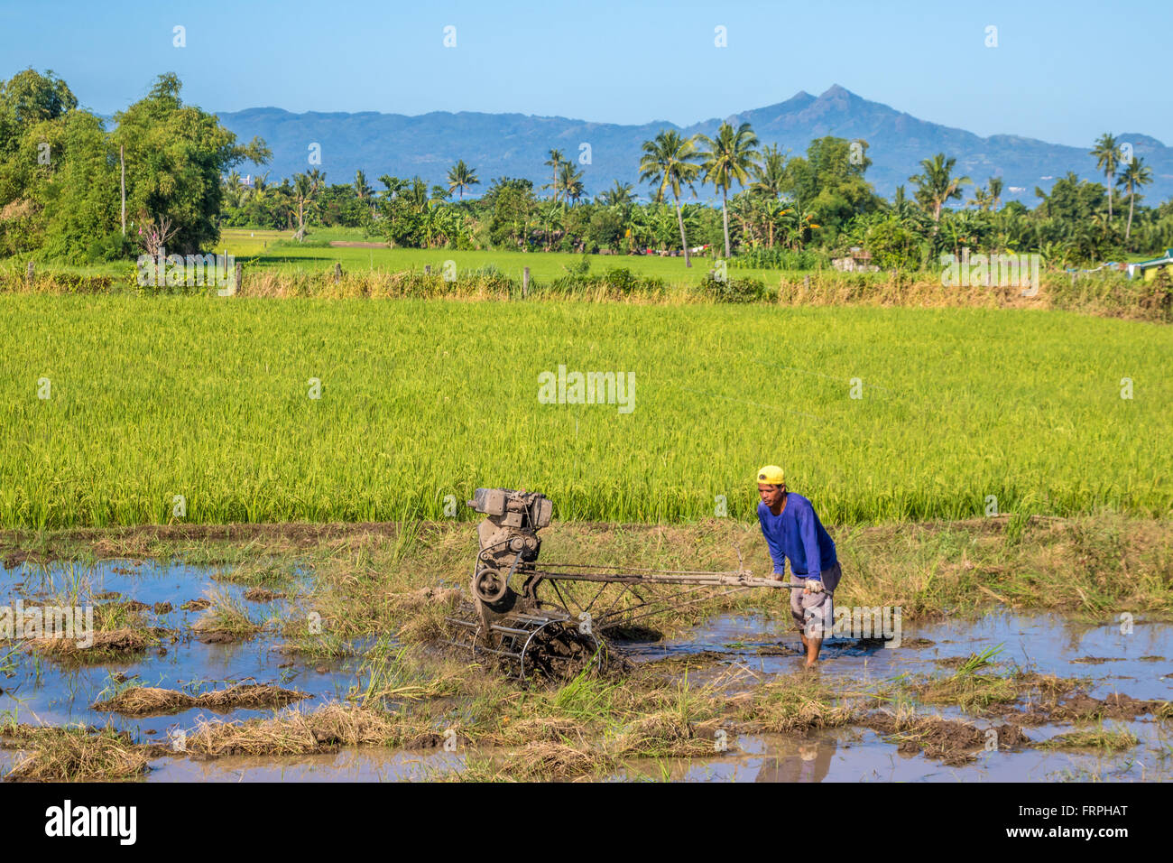 Philippines Leyte Ormoc Preparing the rice fields for planting Adrian Baker Stock Photo - Alamy