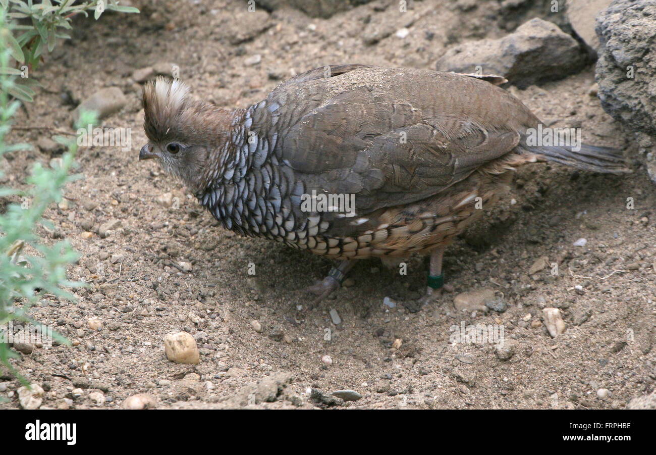 Scaled quail or Blue quail (Callipepla squamata), native to the arid ...