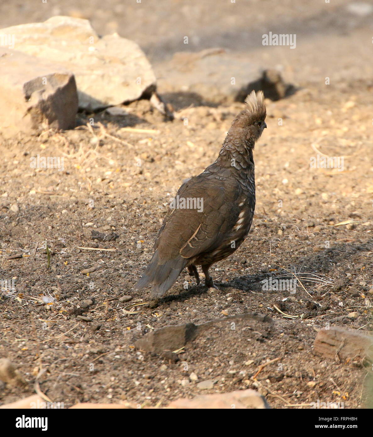 Scaled quail or Blue quail (Callipepla squamata), native to the arid ...