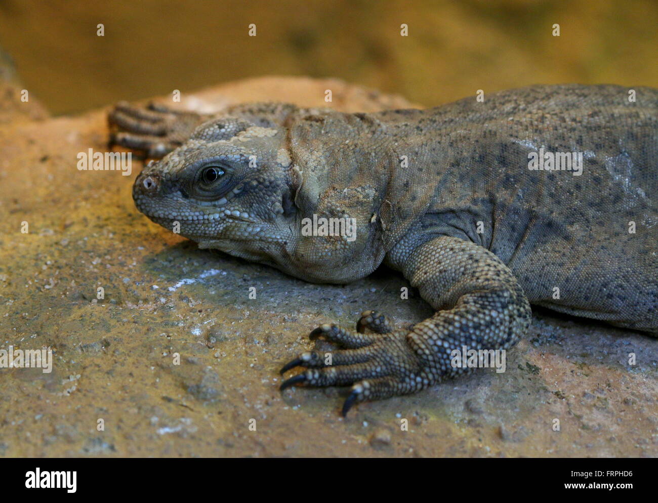 North American Common Chuckwalla (Sauromalus ater Stock Photo - Alamy