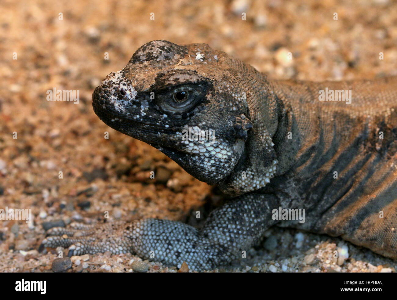 North American Common Chuckwalla (Sauromalus ater), closeup of the head ...