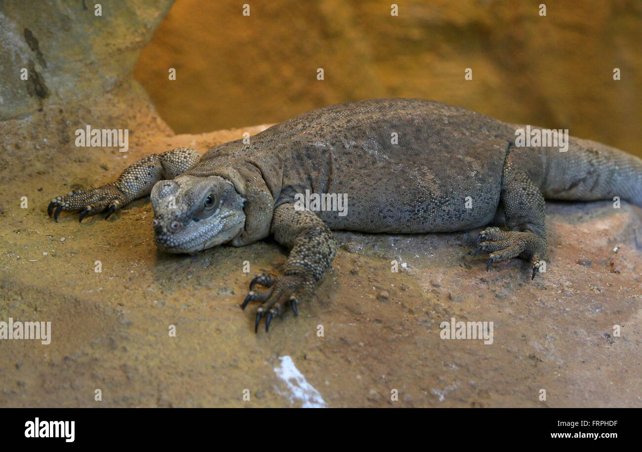 North American Common Chuckwalla (Sauromalus ater Stock Photo - Alamy