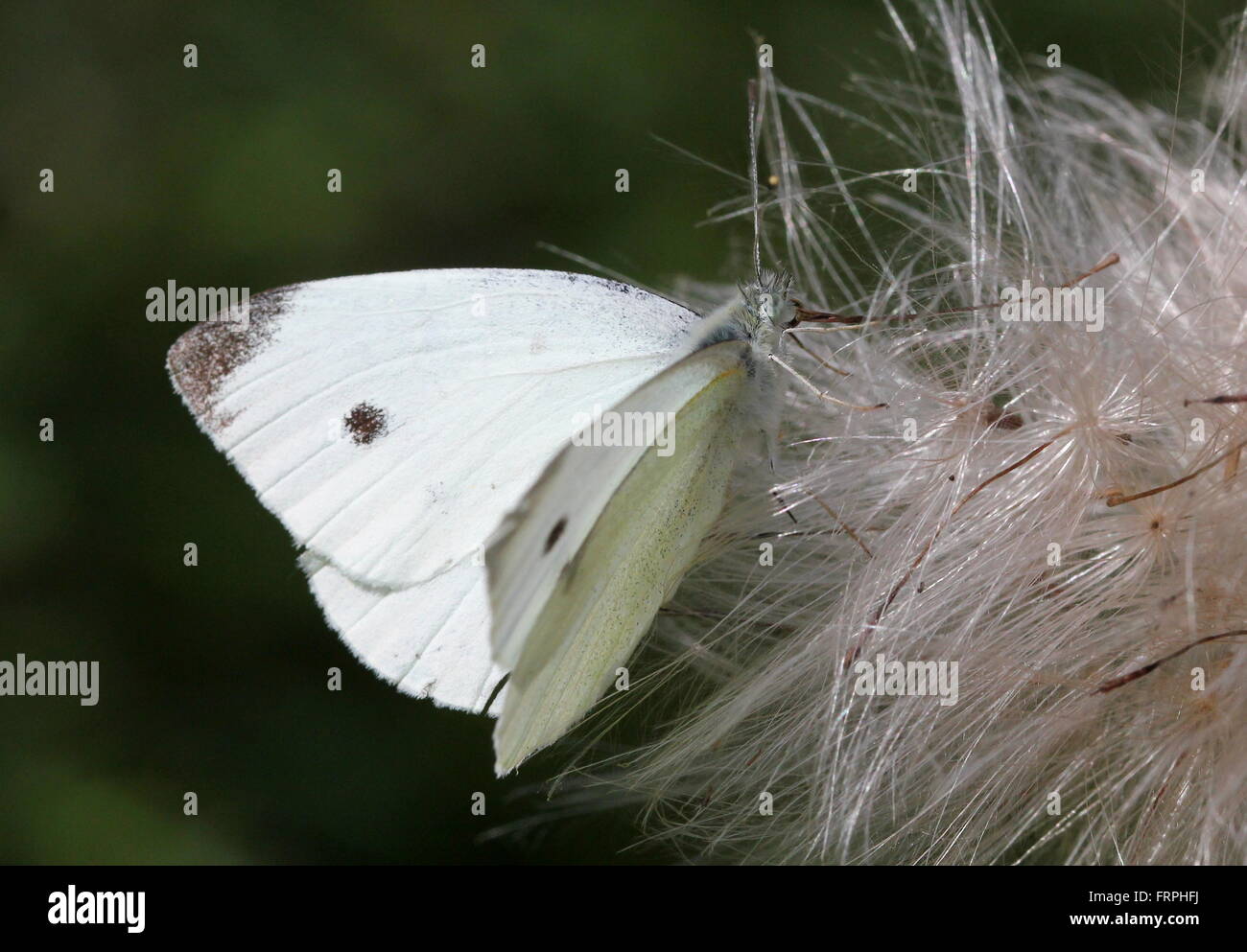Male European Small Cabbage White butterfly (Pieris Rapae Stock Photo ...