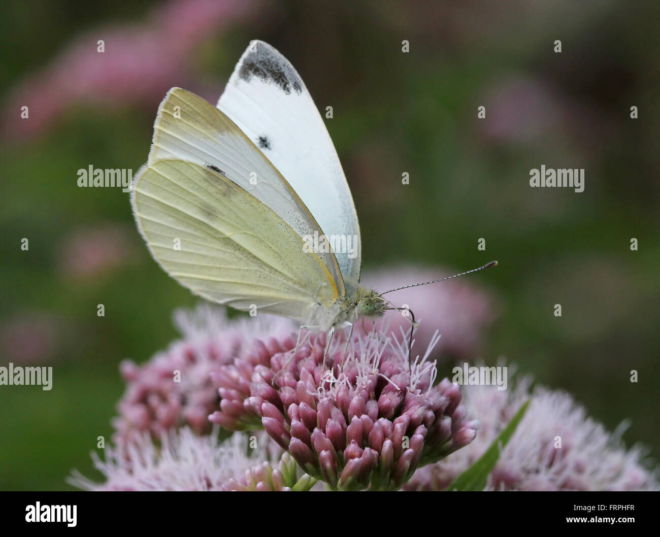 Female European Small Cabbage White butterfly (Pieris Rapae) feeding on ...