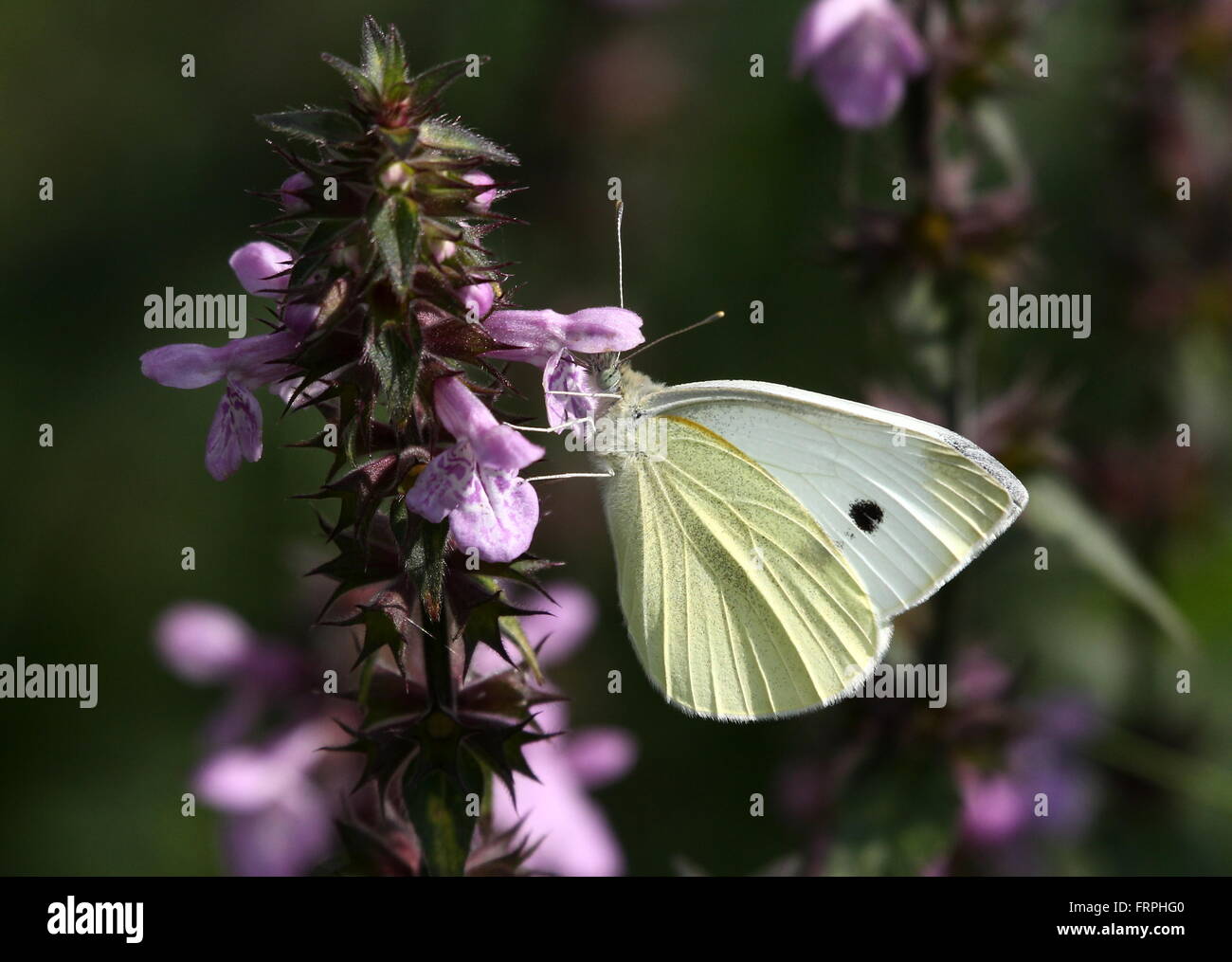 Pieridae weisser hi-res stock photography and images - Alamy