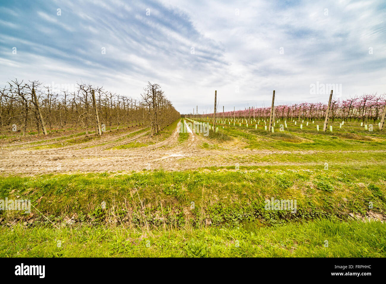modern agriculture organizes fields into regular geometries of orchards ...