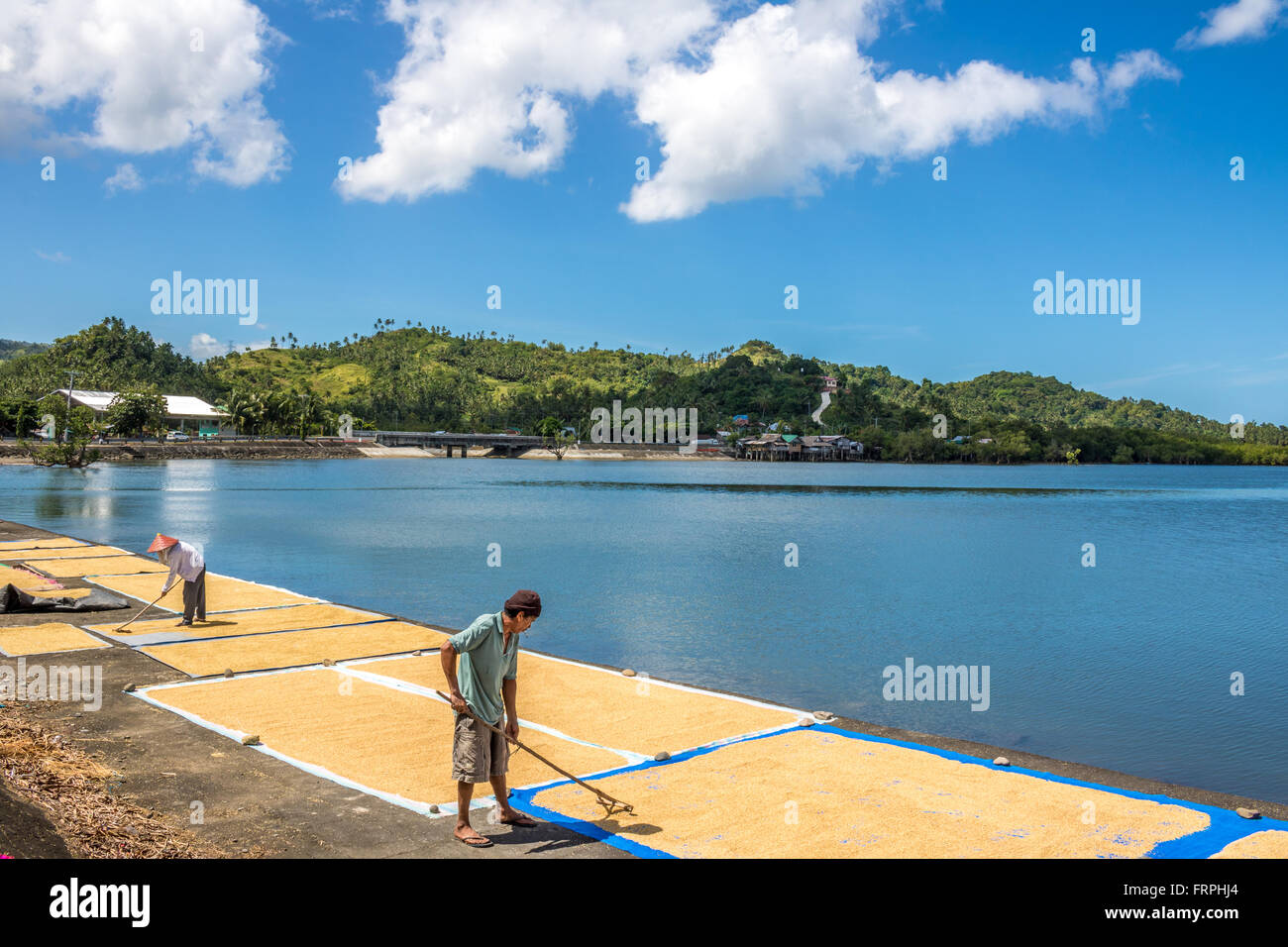 Drying out rice hi-res stock photography and images - Alamy