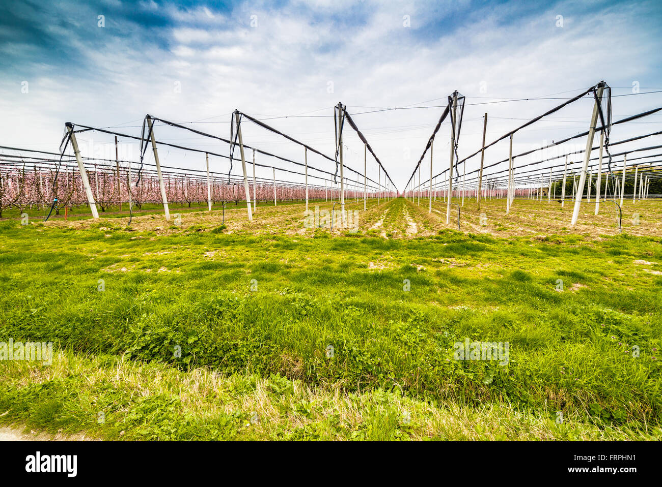 modern agriculture organizes fields into regular geometries of orchards ...