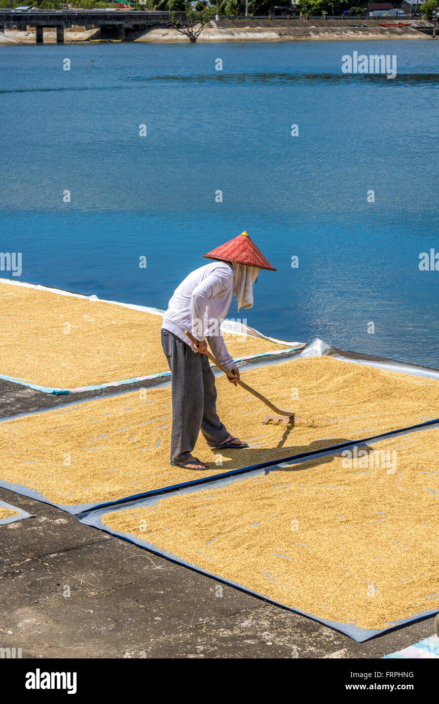 Drying out rice hi-res stock photography and images - Alamy