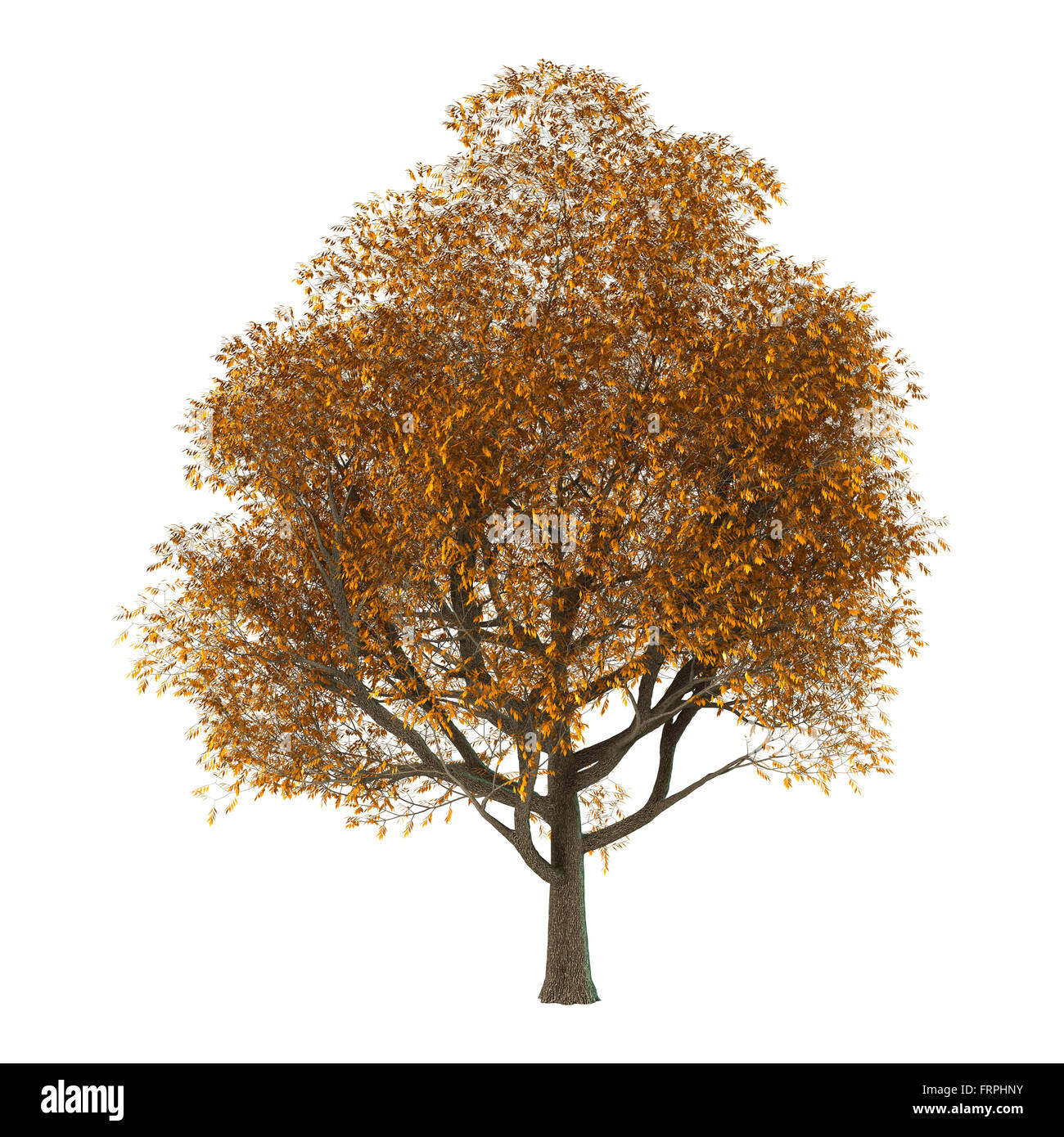 Digital render of an ash tree isolated on white background Stock Photo ...