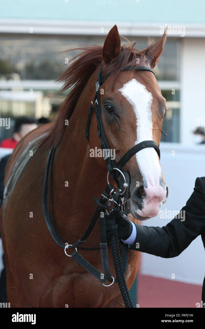 Hyogo, Japan. 20th Mar, 2016. Cheval Grand Horse Racing : Cheval Grand ...