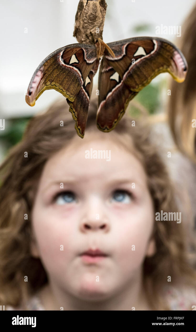 Live tropical butterfly house hi-res stock photography and images - Alamy