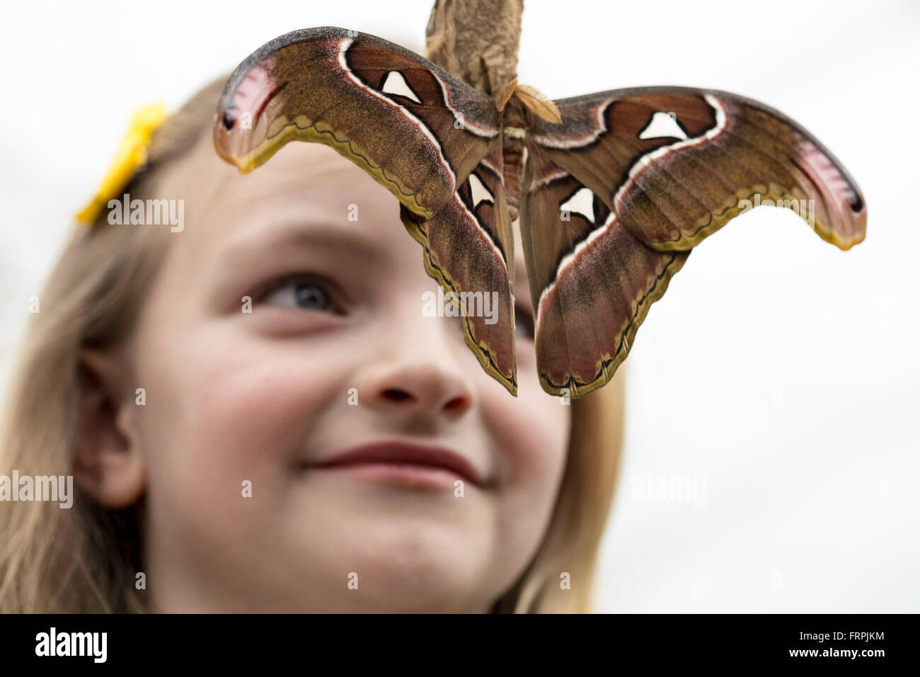 Live tropical butterfly house hi-res stock photography and images - Alamy