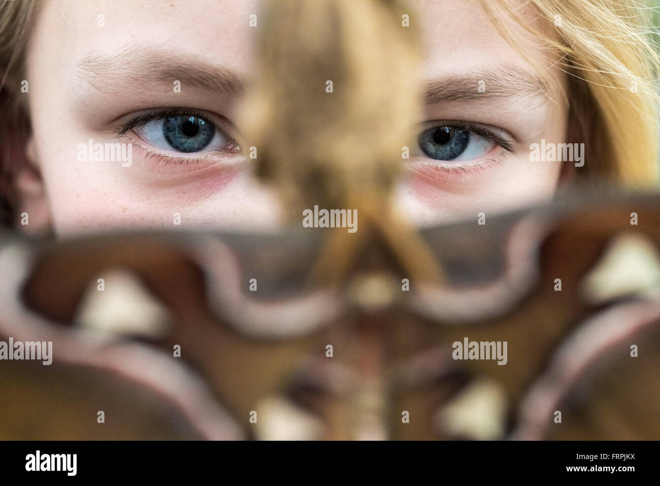 Live tropical butterfly house hi-res stock photography and images - Alamy