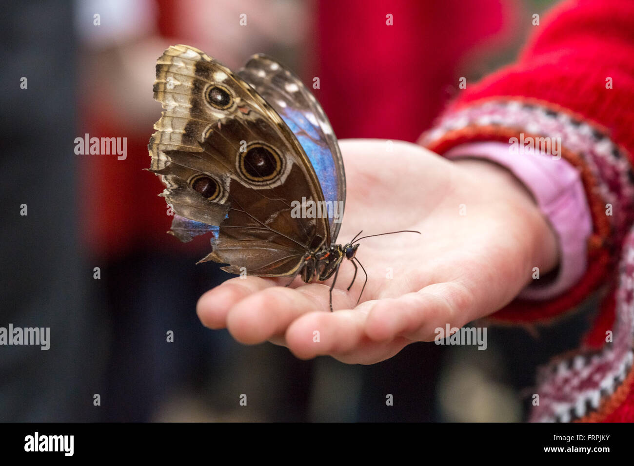 London, UK. 23rd March, 2016. Live tropical butterflies fill the ...