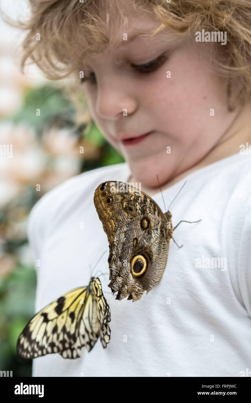 London, UK. 23rd March, 2016. Live tropical butterflies fill the ...