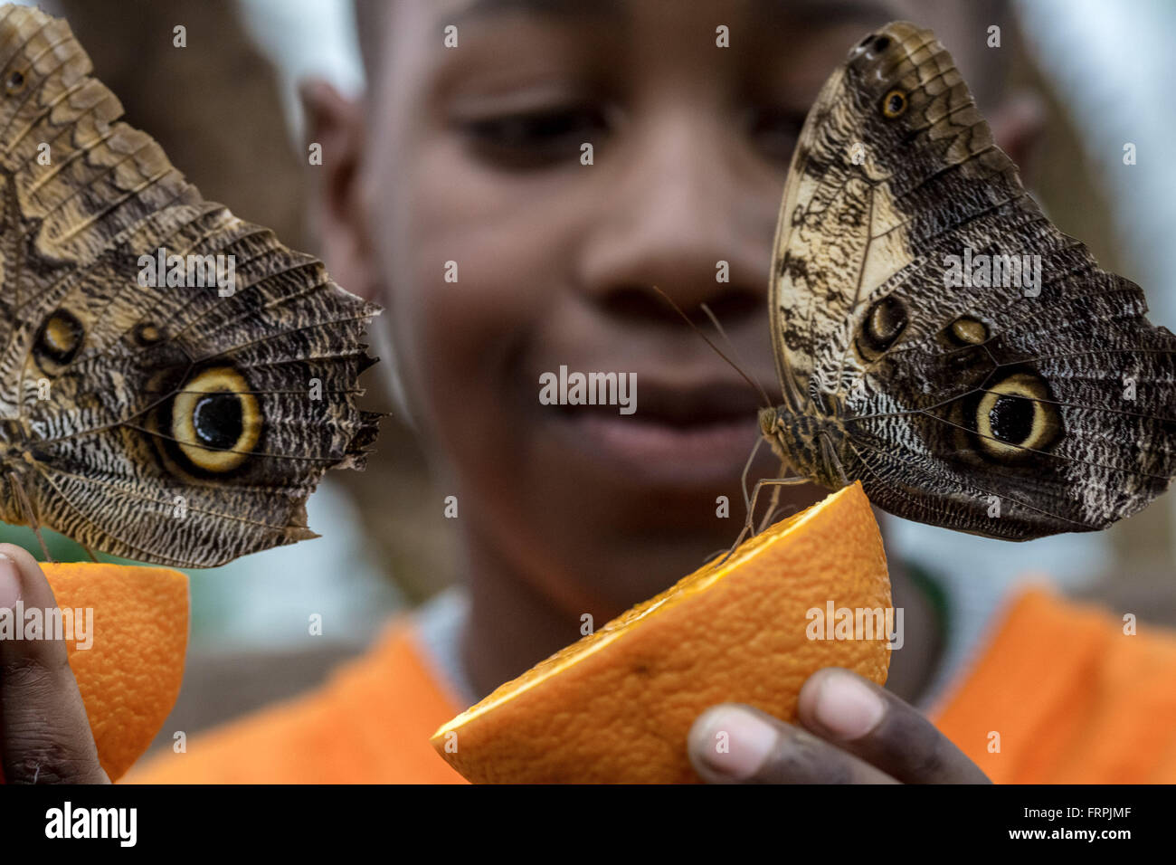 London, UK. 23rd March, 2016. Live tropical butterflies fill the ...
