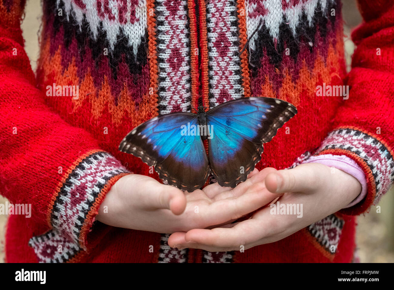 London, UK. 23rd March, 2016. Live tropical butterflies fill the ...