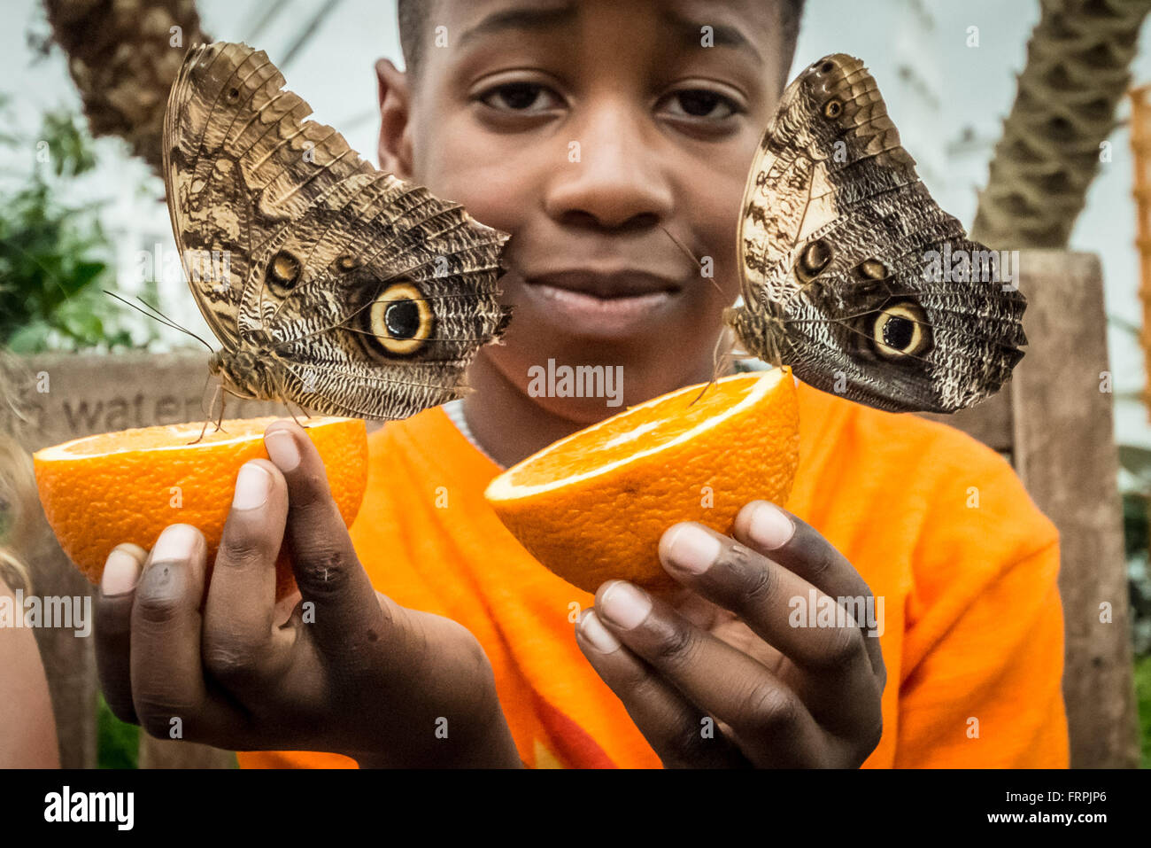 London, UK. 23rd March, 2016. Live tropical butterflies fill the ...