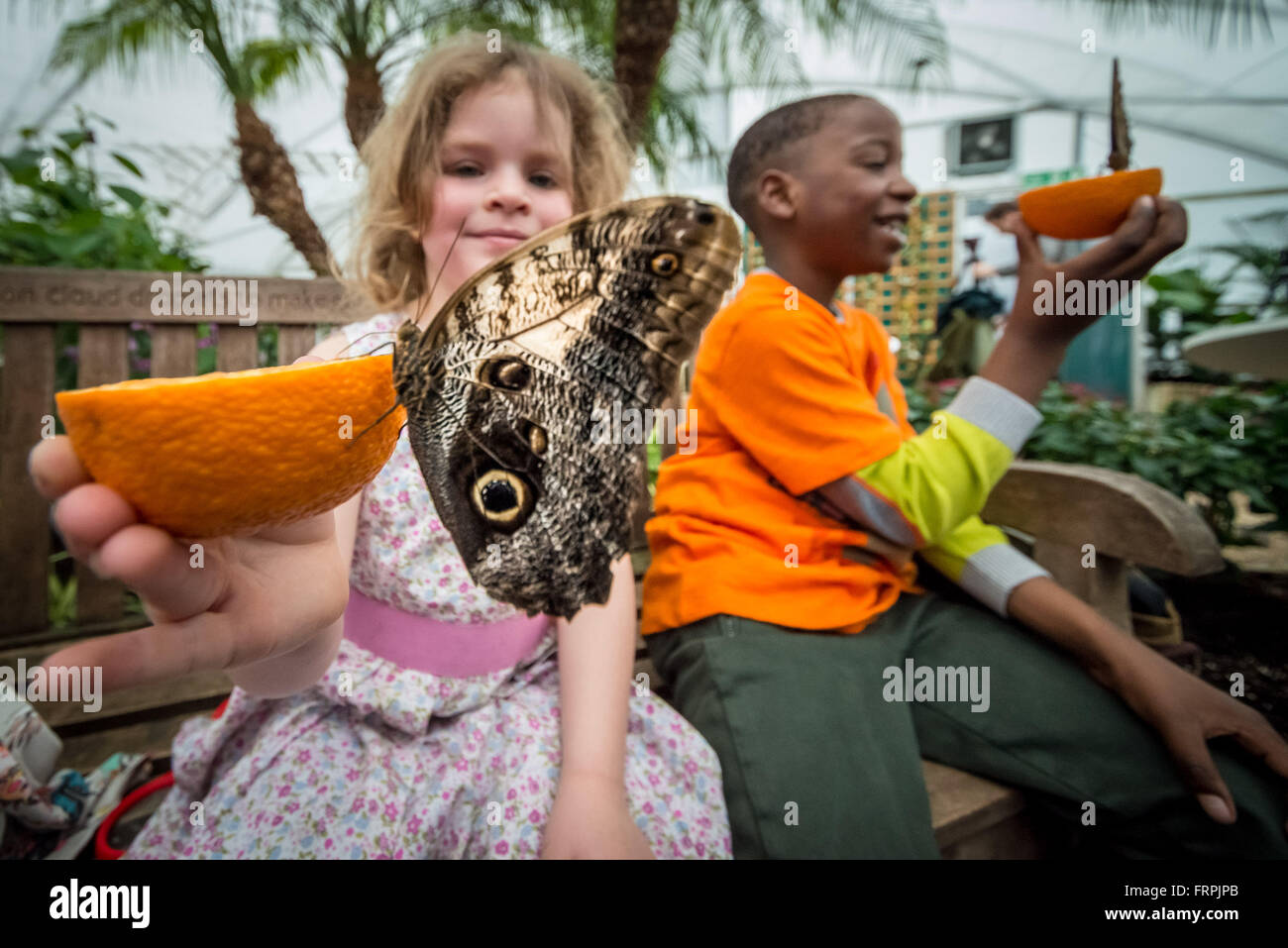 London, UK. 23rd March, 2016. Live tropical butterflies fill the ...