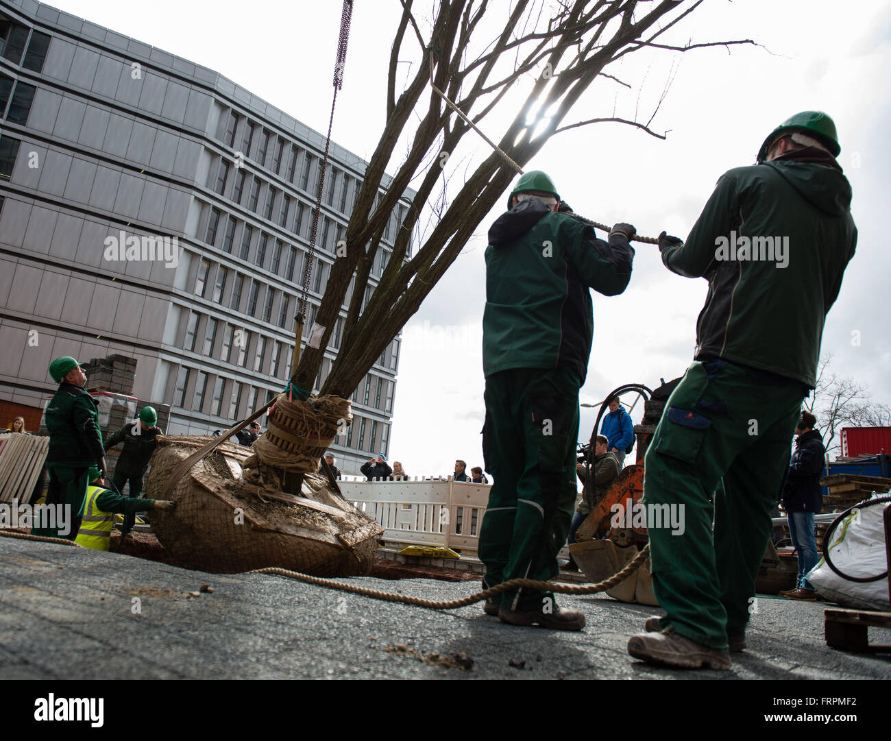 Hamburg, Germany. 23rd Mar, 2016. Workers planting trees outside the ...