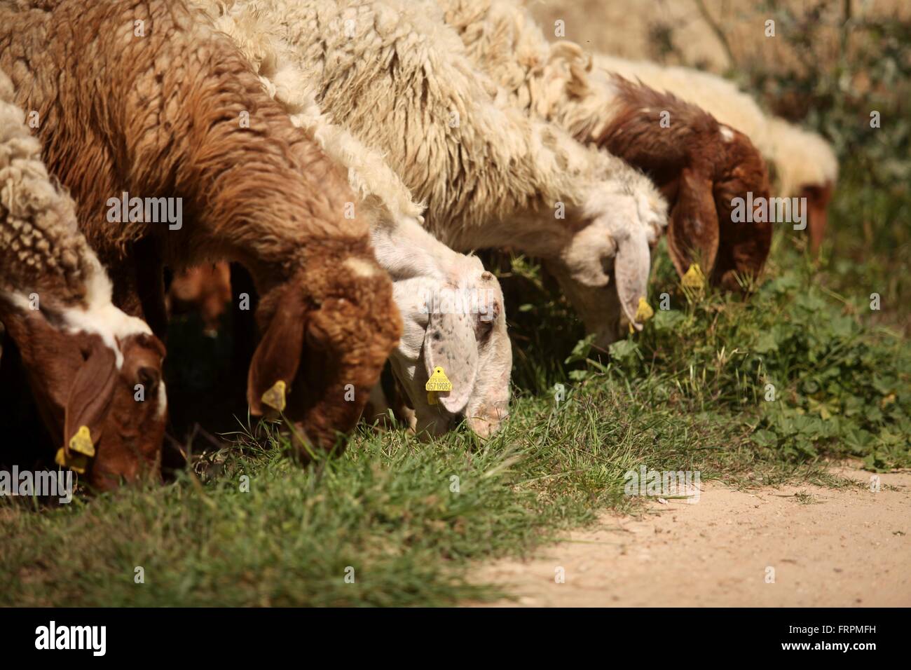 Gaza City, Gaza Strip, Palestinian Territory. 23rd Mar, 2016. A ...