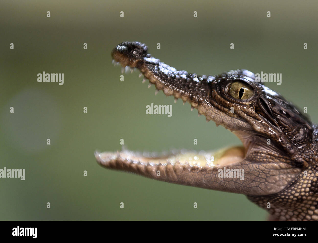 Cub of critically endangered Siamese crocodile in Crocodile Zoo in ...