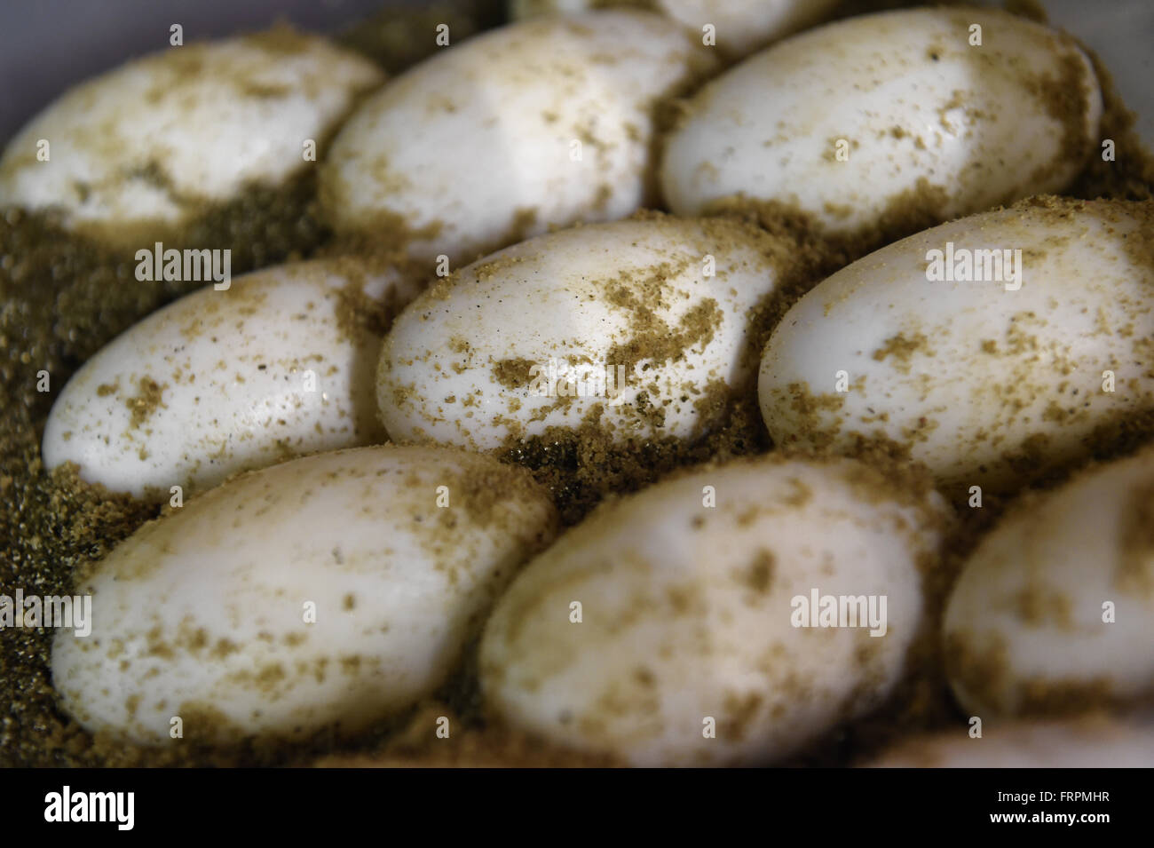 Crocodile eggs hi-res stock photography and images - Alamy