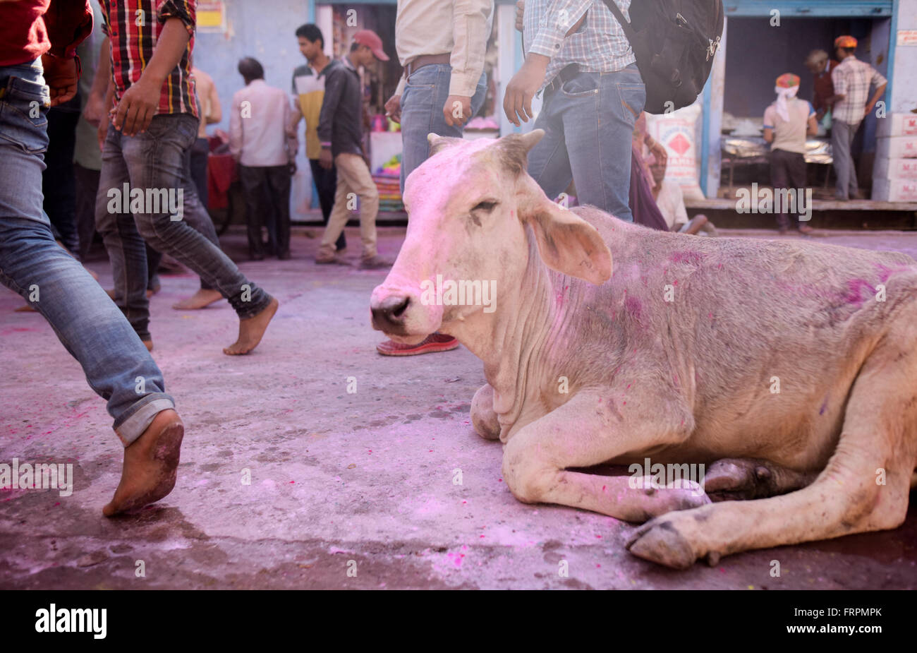 Vrindavan, India. 23rd Mar, 2016. A cow is smeared with color powder by ...