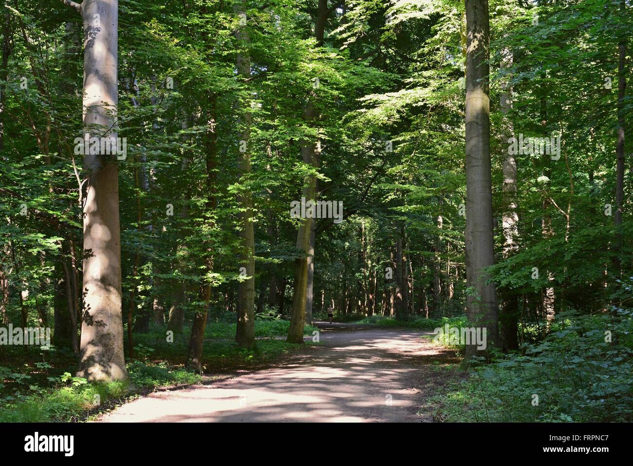 Hanover's city forest Eilenriede – forest path in the sunlight ...