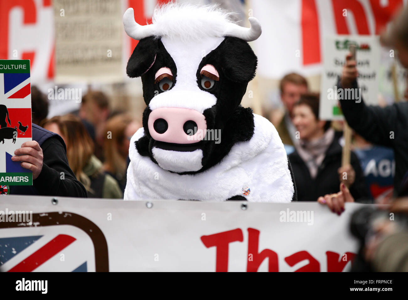 Pig cull uk hi-res stock photography and images - Alamy