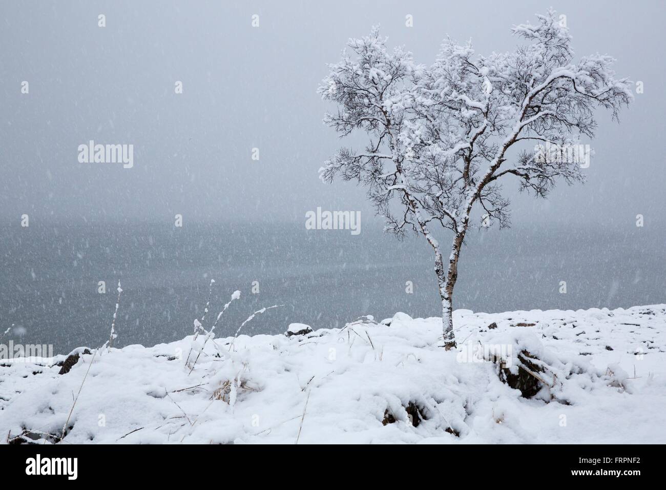 snow winter in Tromso, march 2016 Stock Photo - Alamy