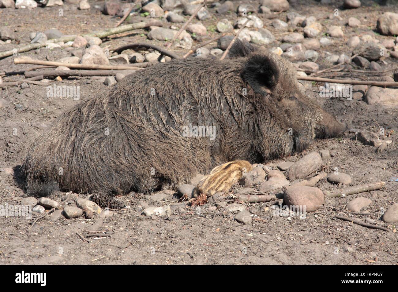 A female Wild boar with young boars. The wild boar (Sus scrofa) belongs ...