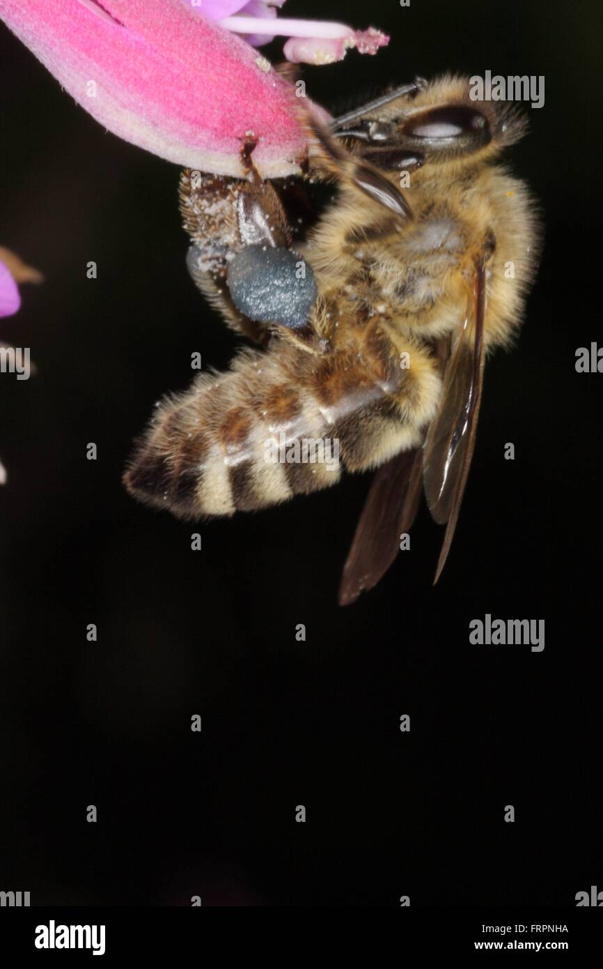 A honeybee (Apis mellifera) on the flower of forest fireweed. The honey ...